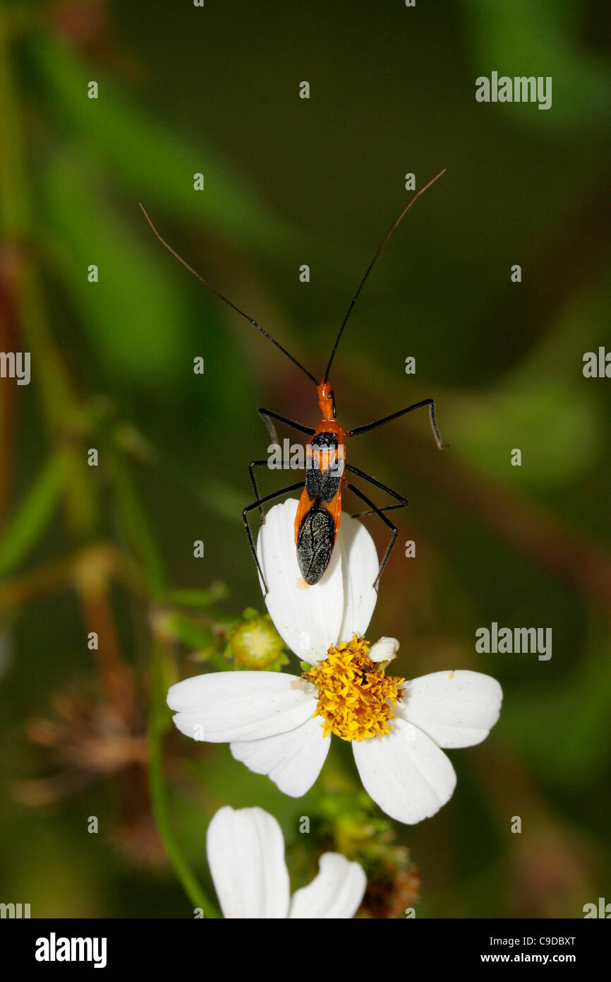 Assassin bug head hi-res stock photography and images - Alamy
