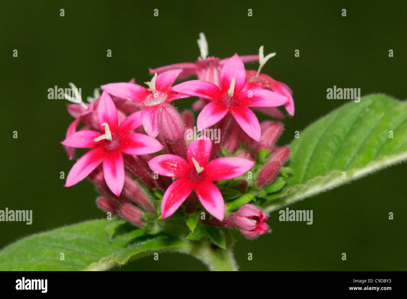 Close-up of a pentas flower (Pentas lanceolata Stock Photo - Alamy