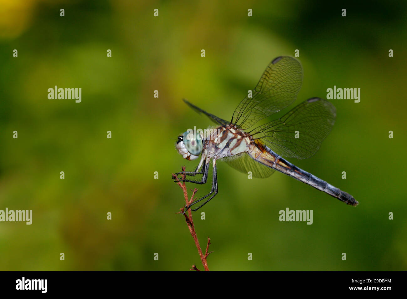 Side profile of a Blue Dasher Dragonfly on a twig (Pachydiplax ...