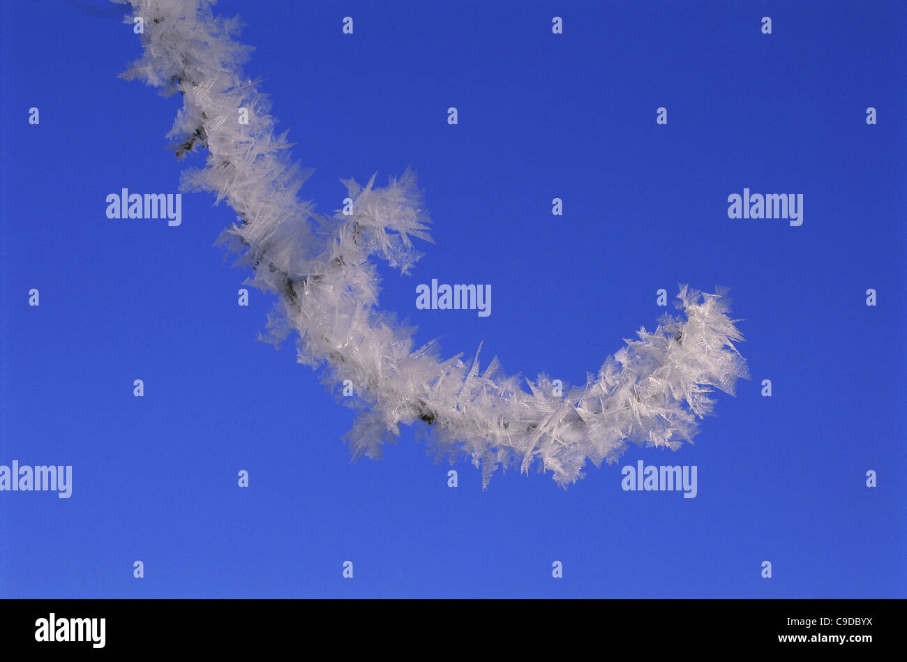 Ice formed on the branch of a tree Stock Photo - Alamy