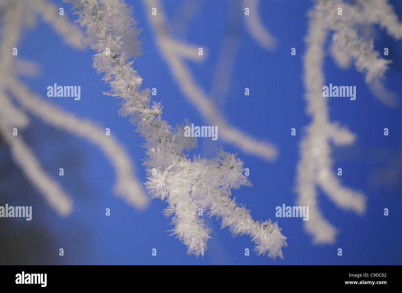 Ice formed on branches of a tree Stock Photo - Alamy