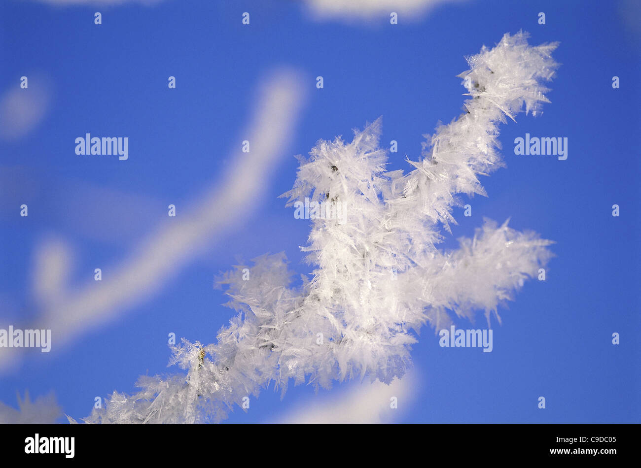 Ice formed on branches of a tree Stock Photo - Alamy