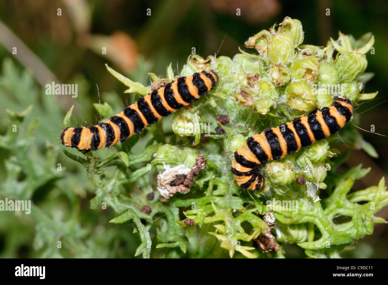 Cinnabar moth (Tyria jacobaeae : Arctiidae), larvae feeding on ragwort ...
