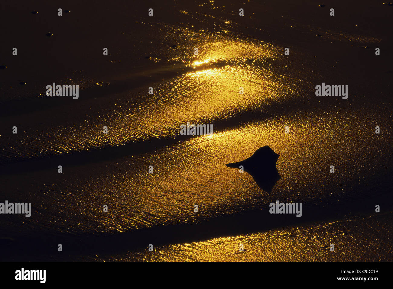 Silhouette of a conch shell on the beach Stock Photo - Alamy