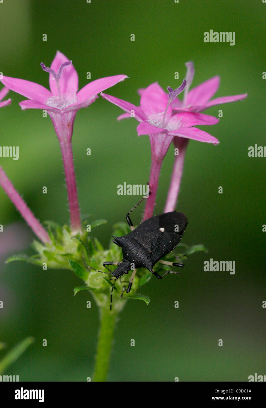 Coptosoma xanthogramma hi-res stock photography and images - Alamy