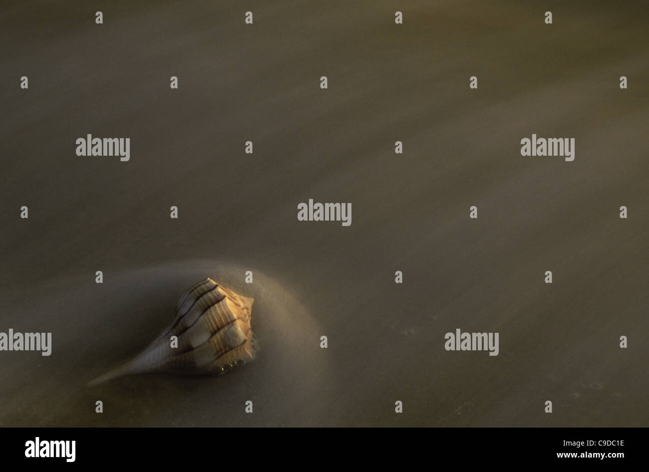 Conch shell on the beach Stock Photo - Alamy