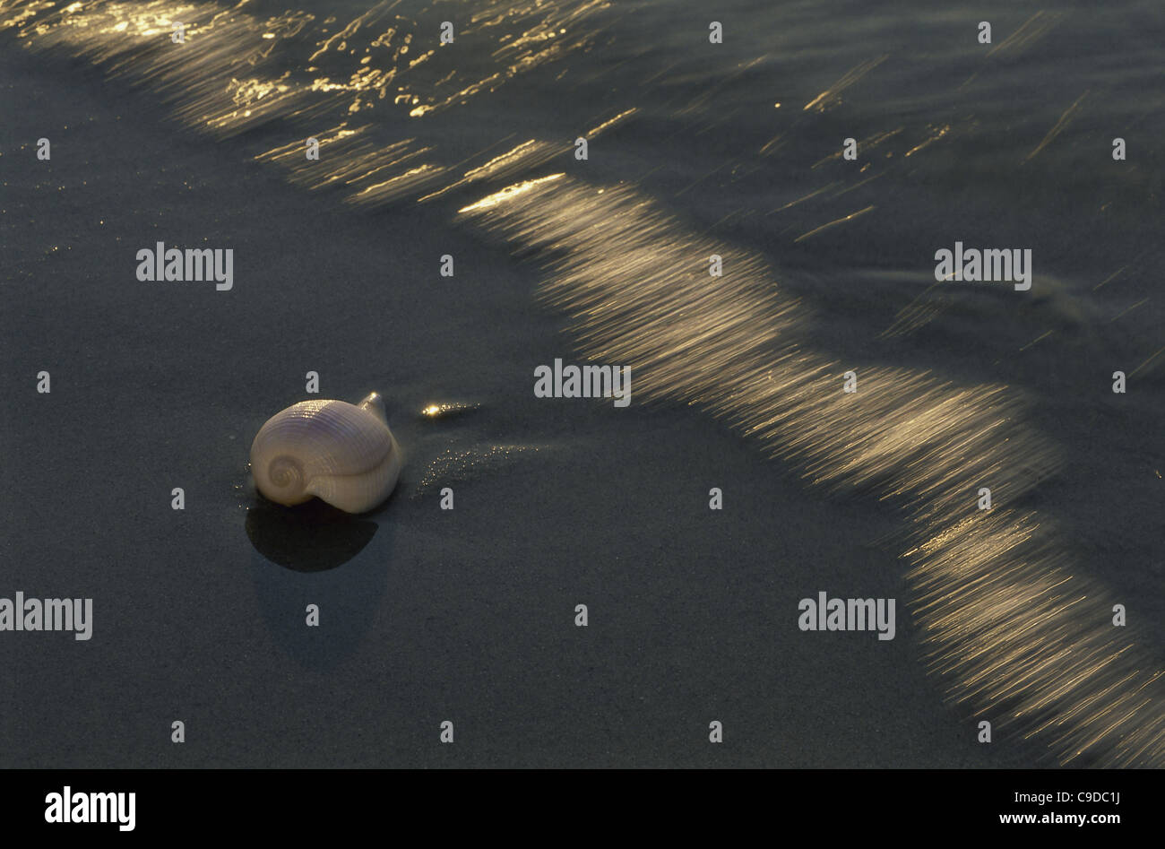 Snail shell in sand at the beach Stock Photo - Alamy