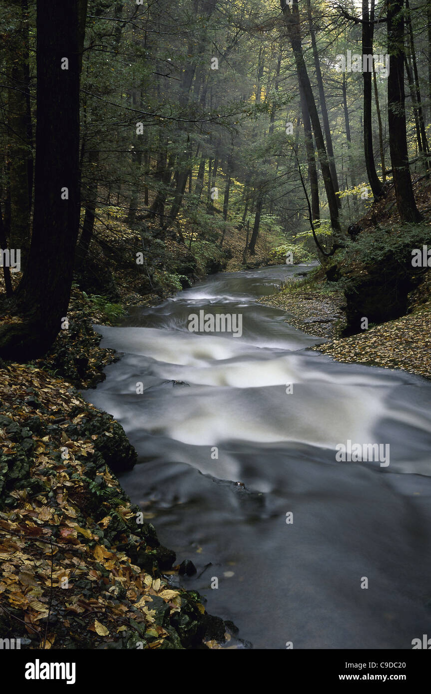 Stream flowing in the forest Stock Photo - Alamy