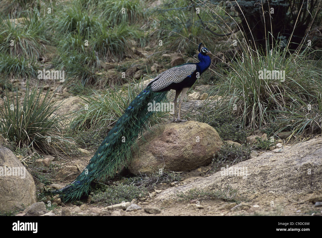 Peacock in the wild Stock Photo - Alamy