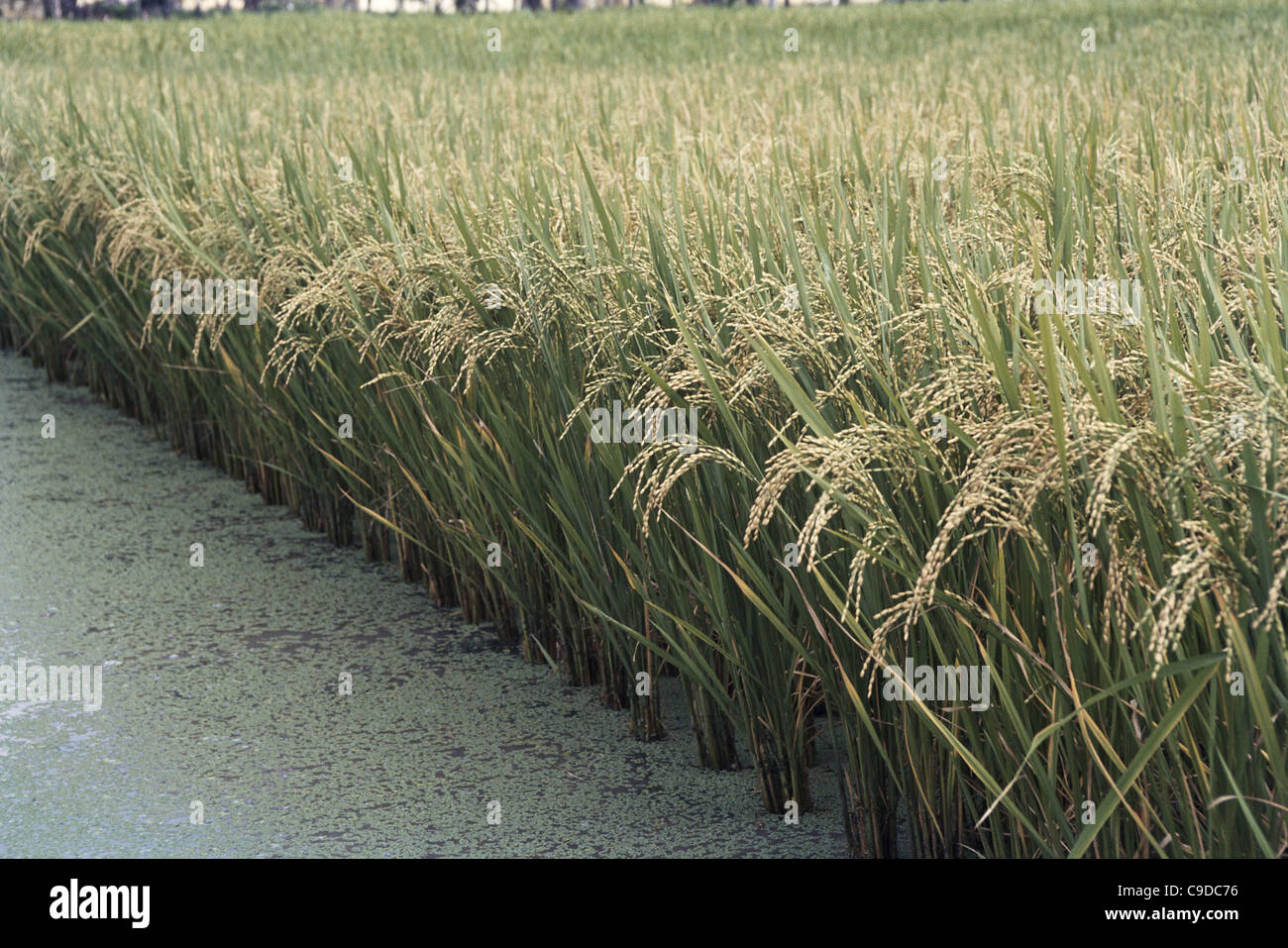 Rice field, India Stock Photo - Alamy