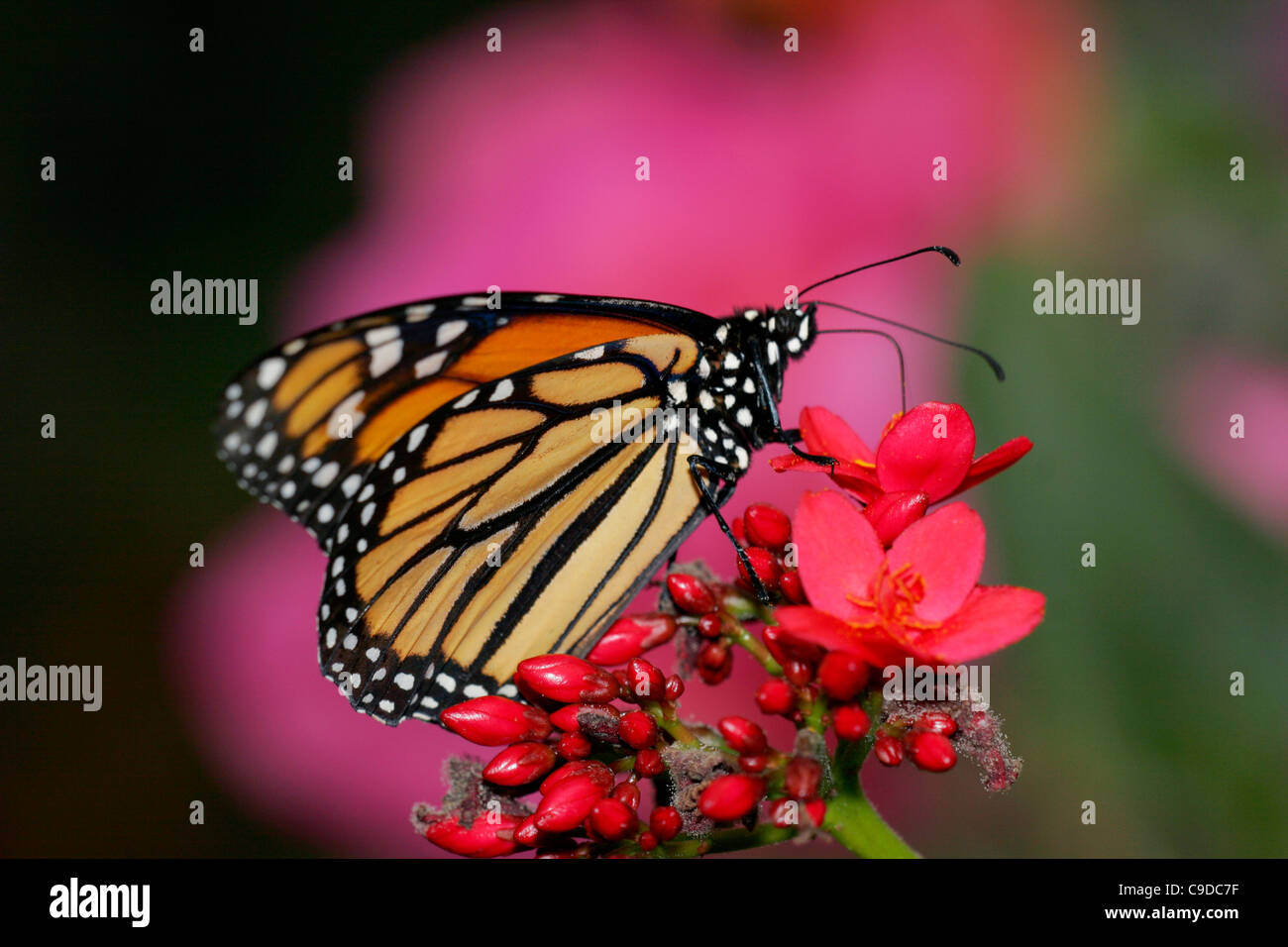 Close-up of a Monarch butterfly pollinating a flower (Danaus plexippus ...