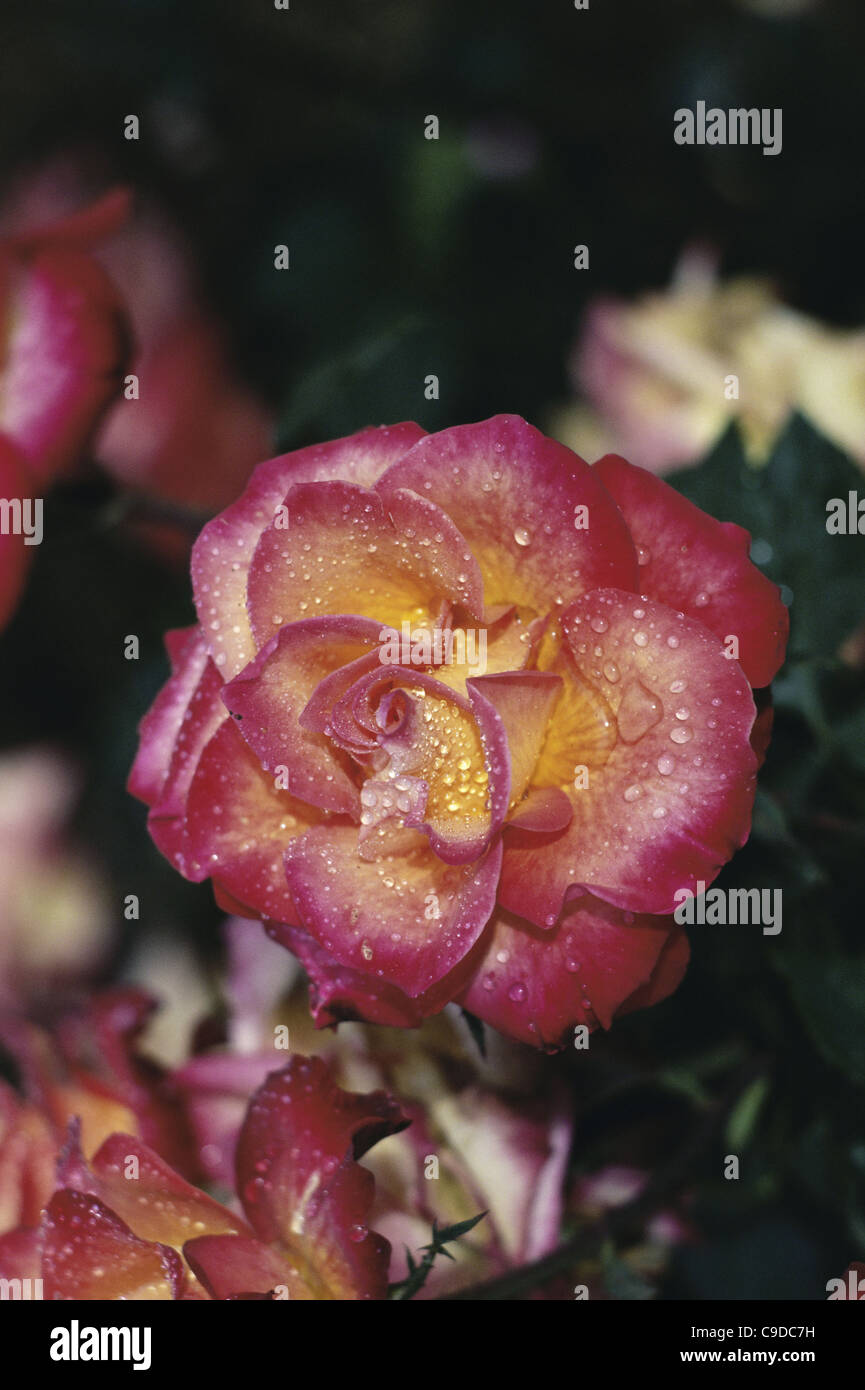Plant a rose hi-res stock photography and images - Alamy