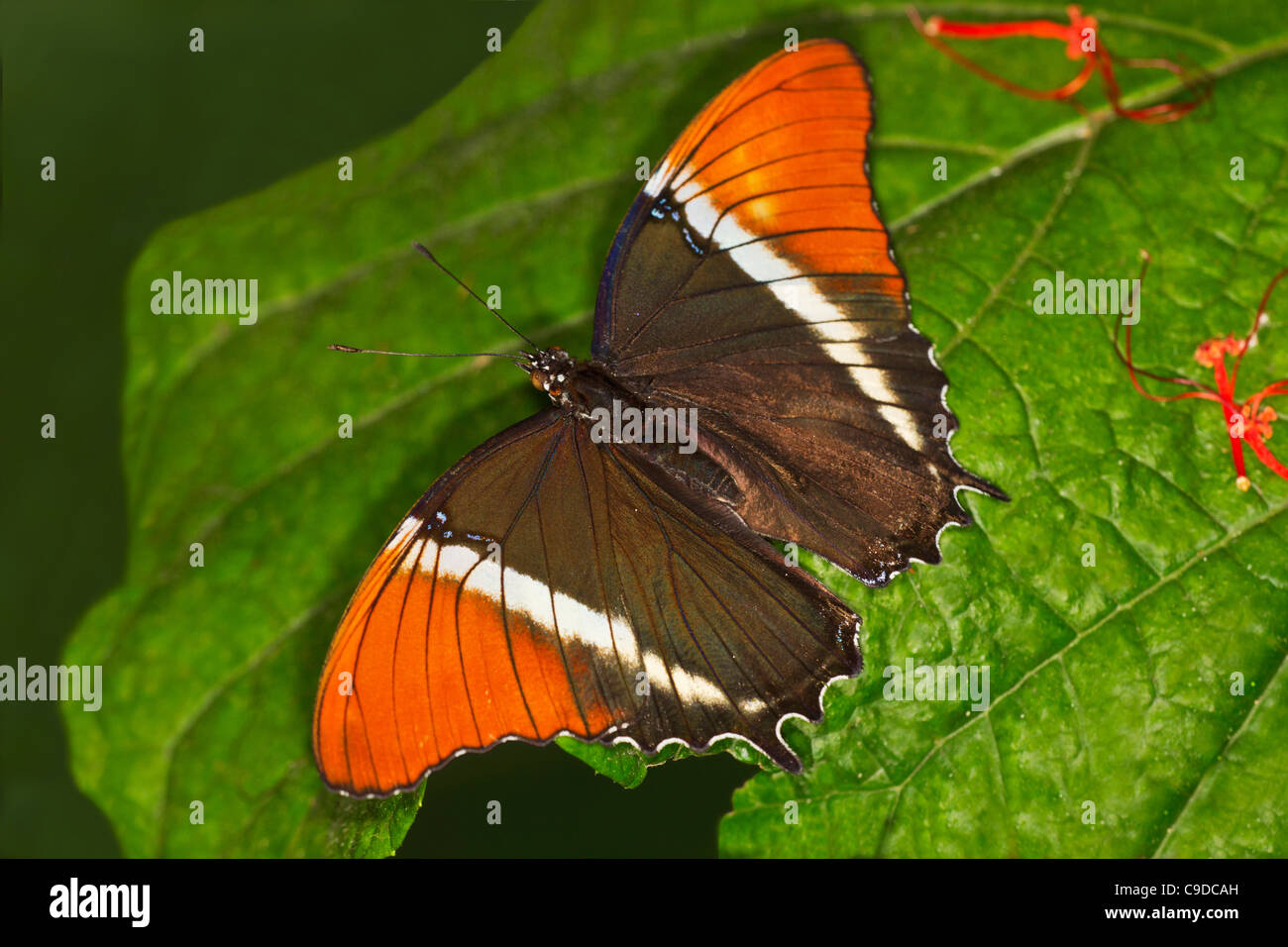 Full page colour hi-res stock photography and images - Alamy