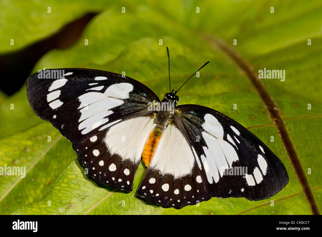 Euxanthe wakefieldi hi-res stock photography and images - Alamy