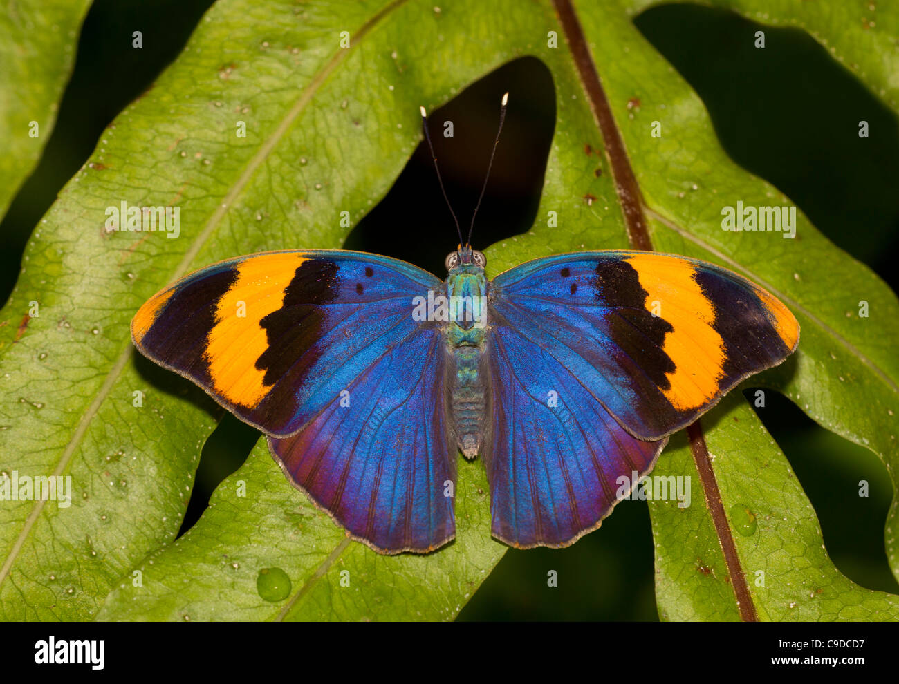 Euphaedra hi-res stock photography and images - Alamy