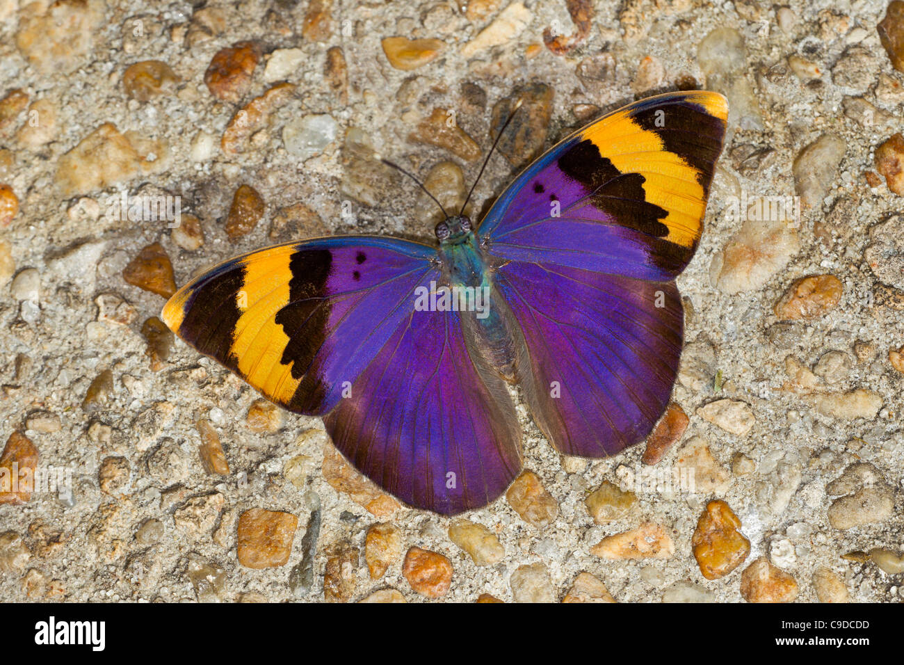 Euphaedra hi-res stock photography and images - Alamy