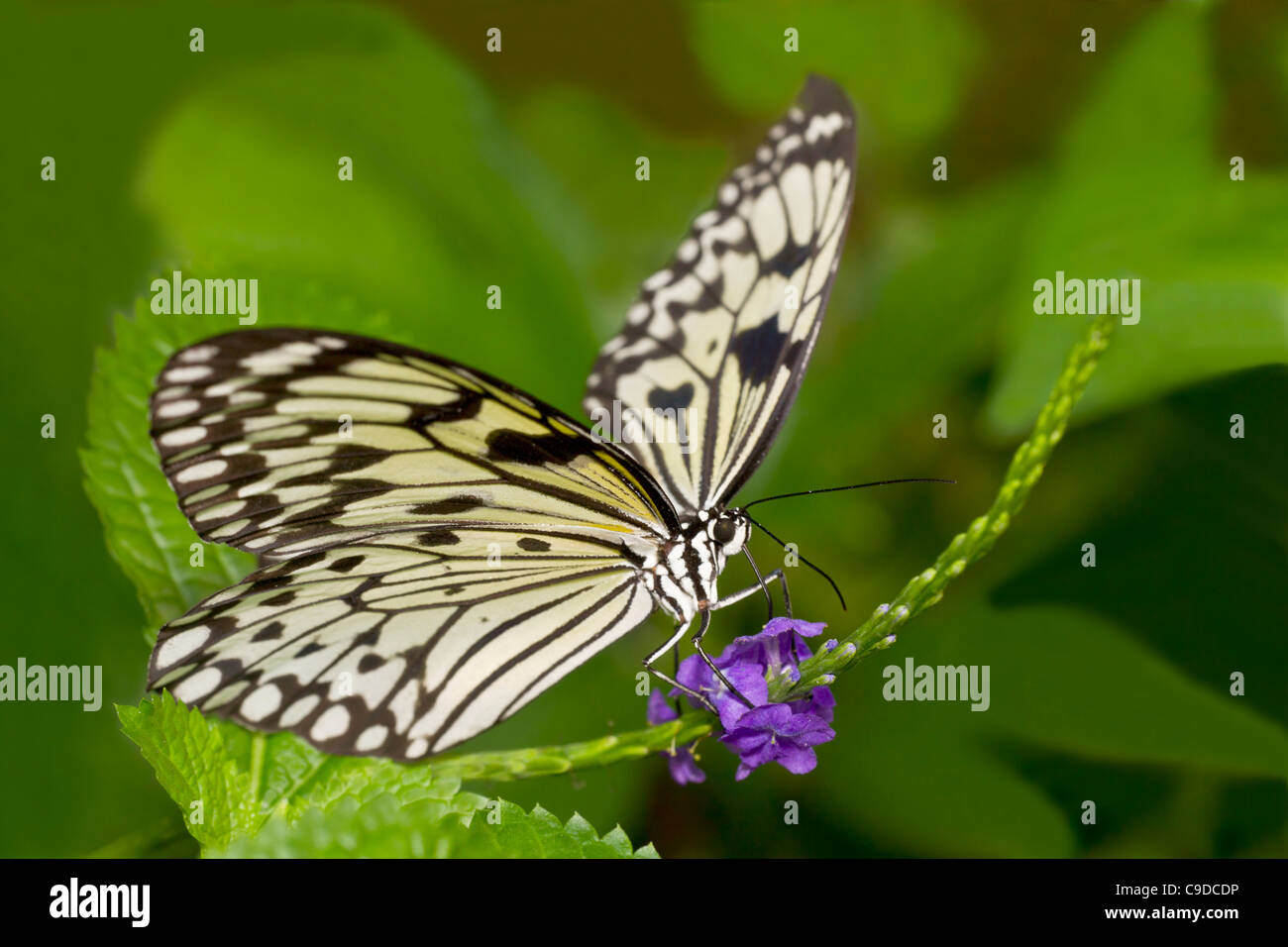 Idea Leuconoe, Large tree nymph, Rice Paper Butterfly Stock Photo - Alamy