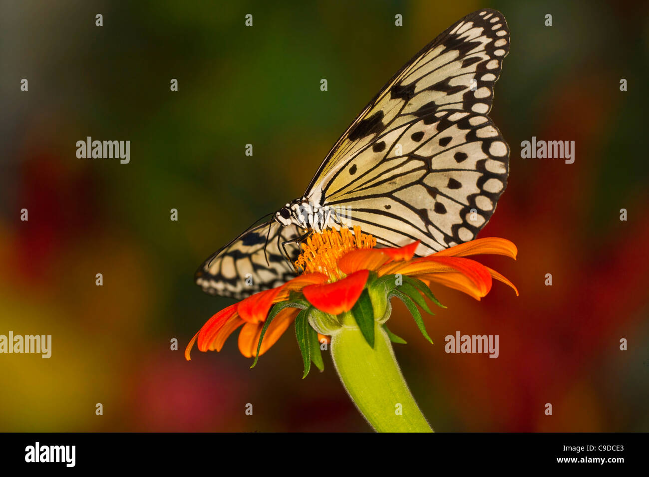 Idea Leuconoe, Large tree nymph, Rice Paper Butterfly Stock Photo - Alamy