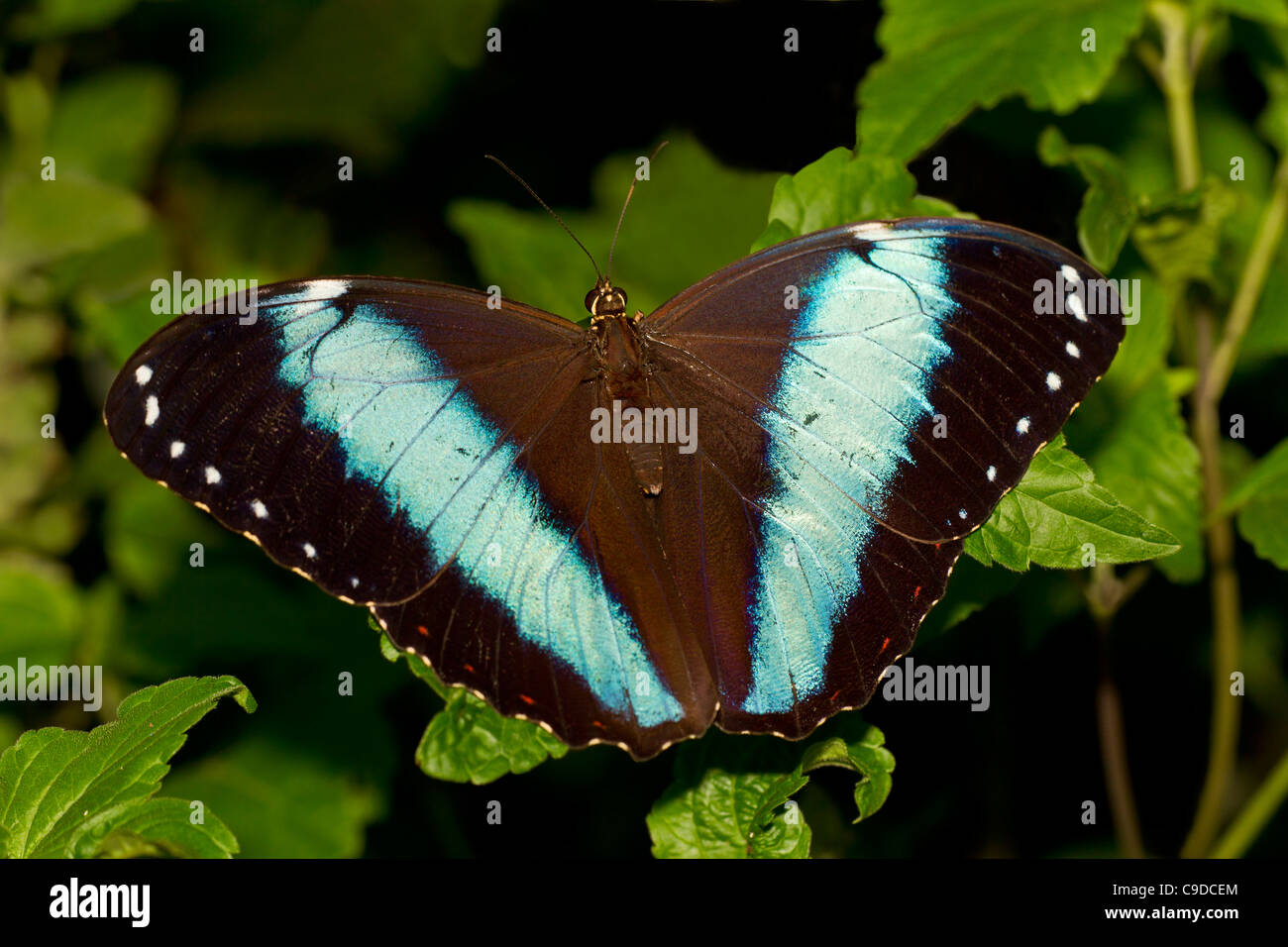Achilles morpho morpho achilles hi-res stock photography and images - Alamy