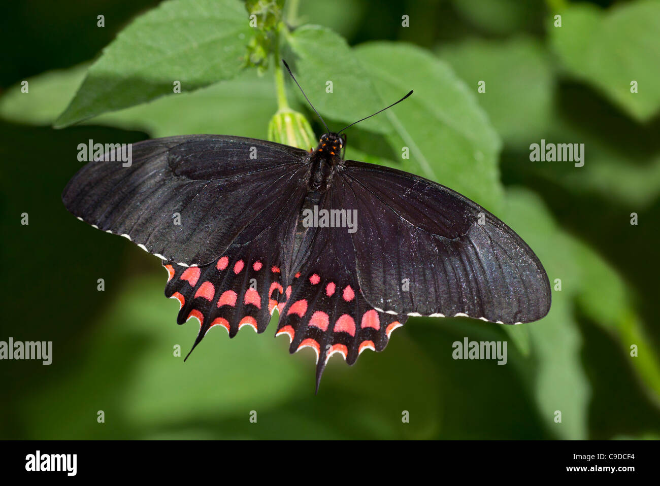 Pale-spotted Swallowtail, Papilio erostratus Stock Photo - Alamy