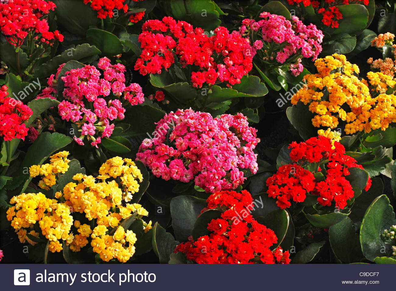 Kalanchoe High Resolution Stock Photography and Images - Alamy