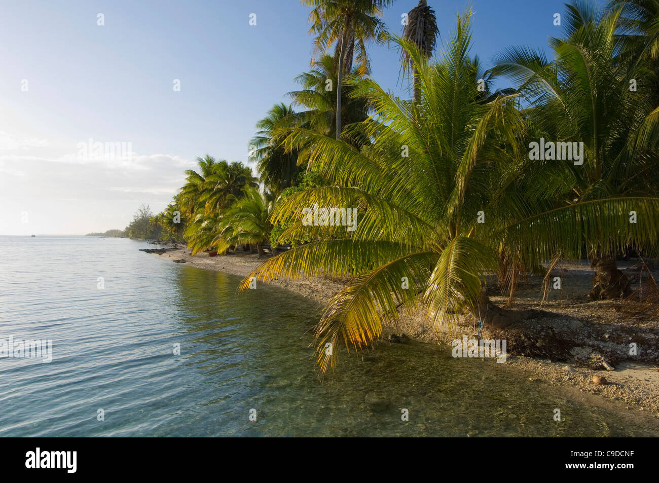 High angle view of palm trees on the beach, Rangiroa, Tuamotu ...