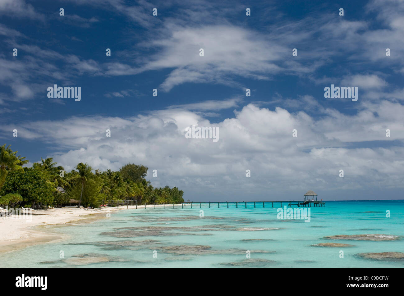 Trees on the beach, Fakarava, Tuamotu Archipelago, French Polynesia ...