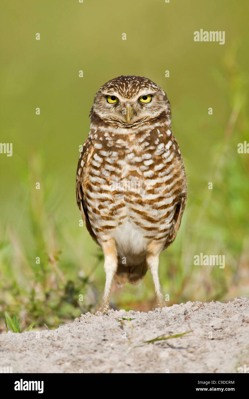 Burrowing Owl (Athene cunicularia) on ground Stock Photo - Alamy