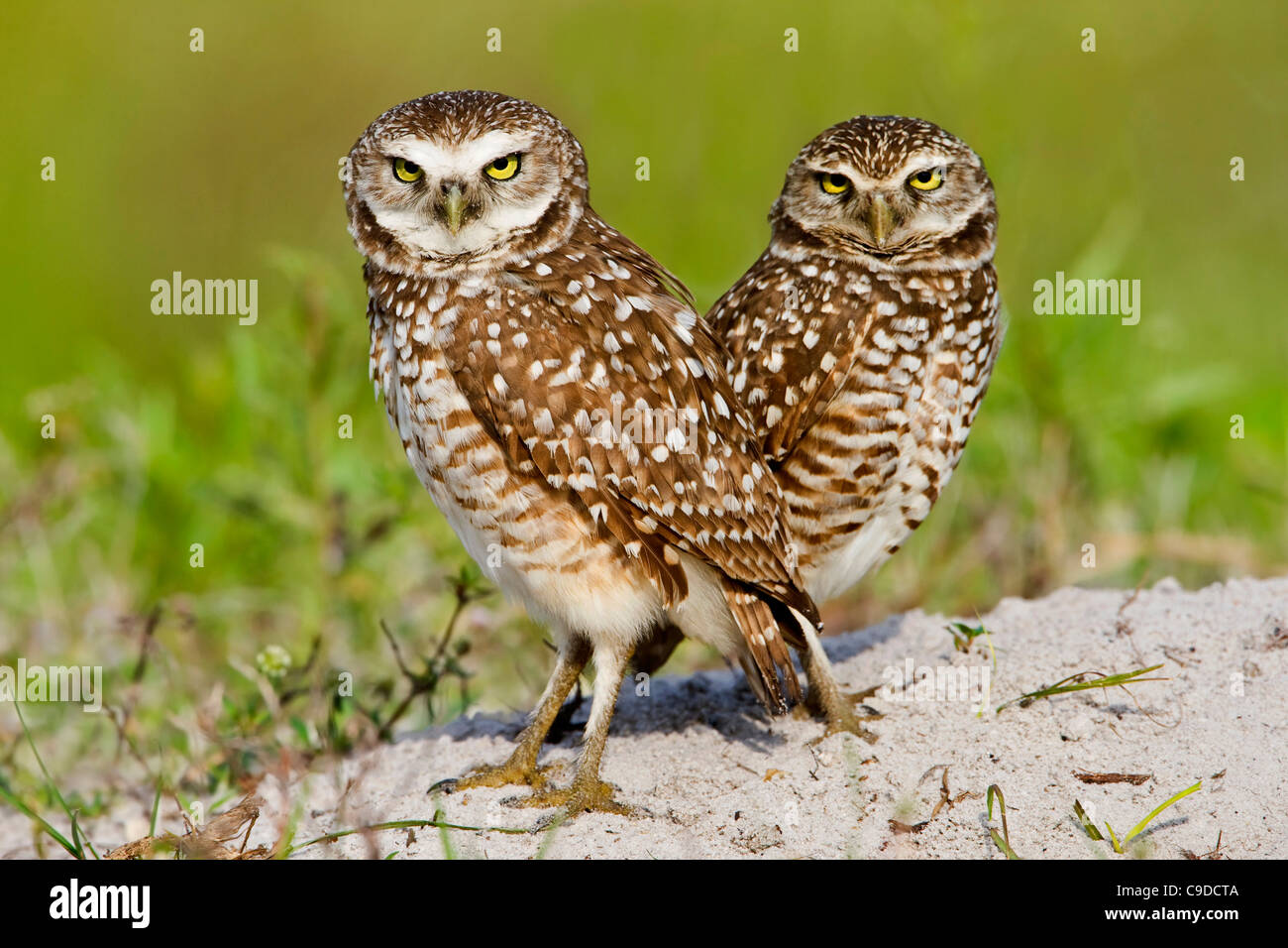 Female burrowing owl hi-res stock photography and images - Alamy