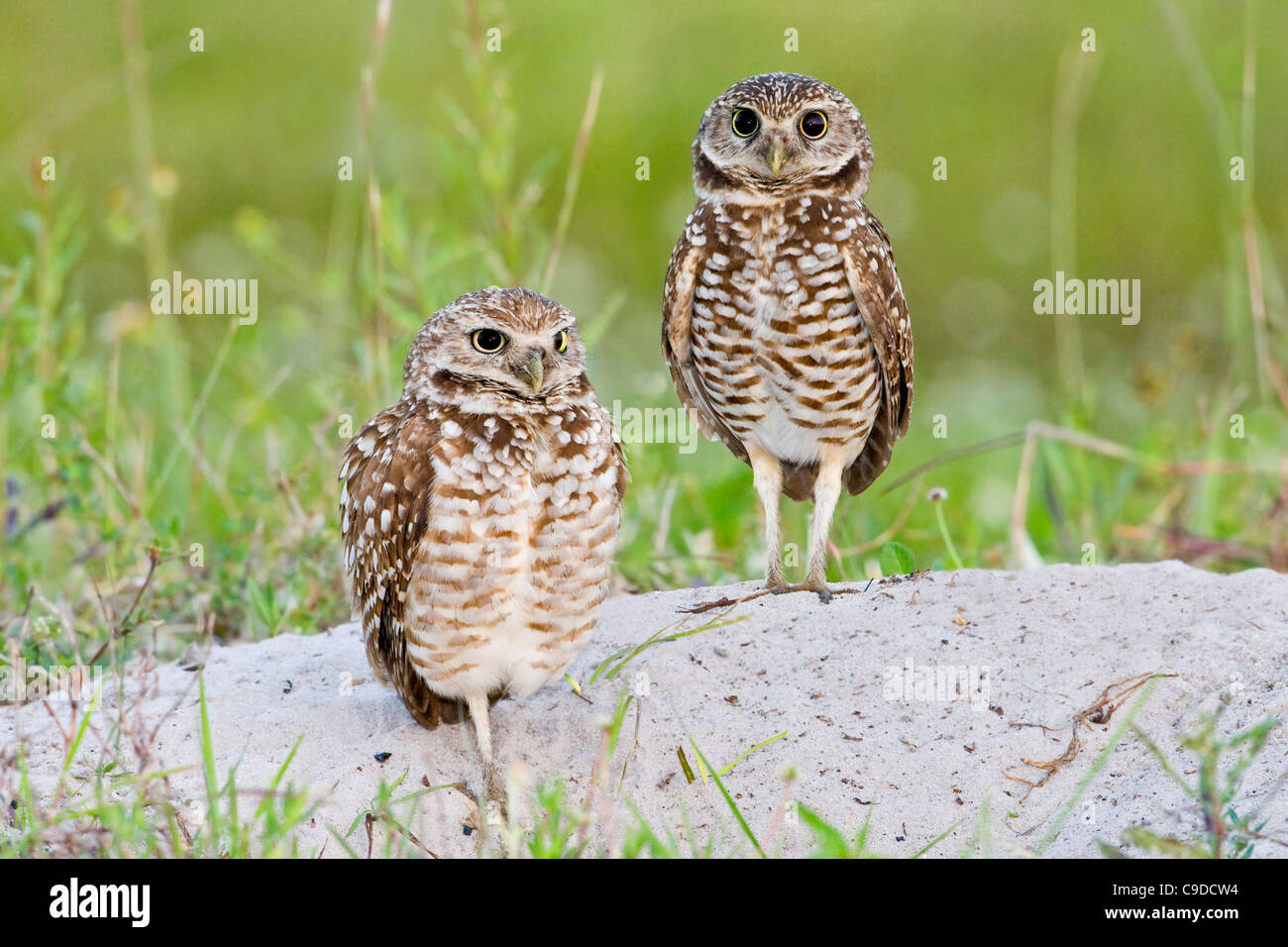 Female burrowing owl hi-res stock photography and images - Alamy
