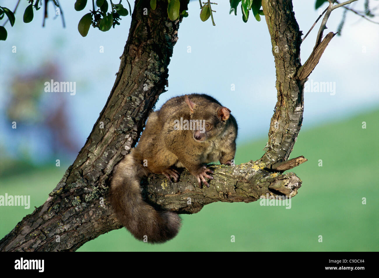 Bush baby on a tree Stock Photo - Alamy