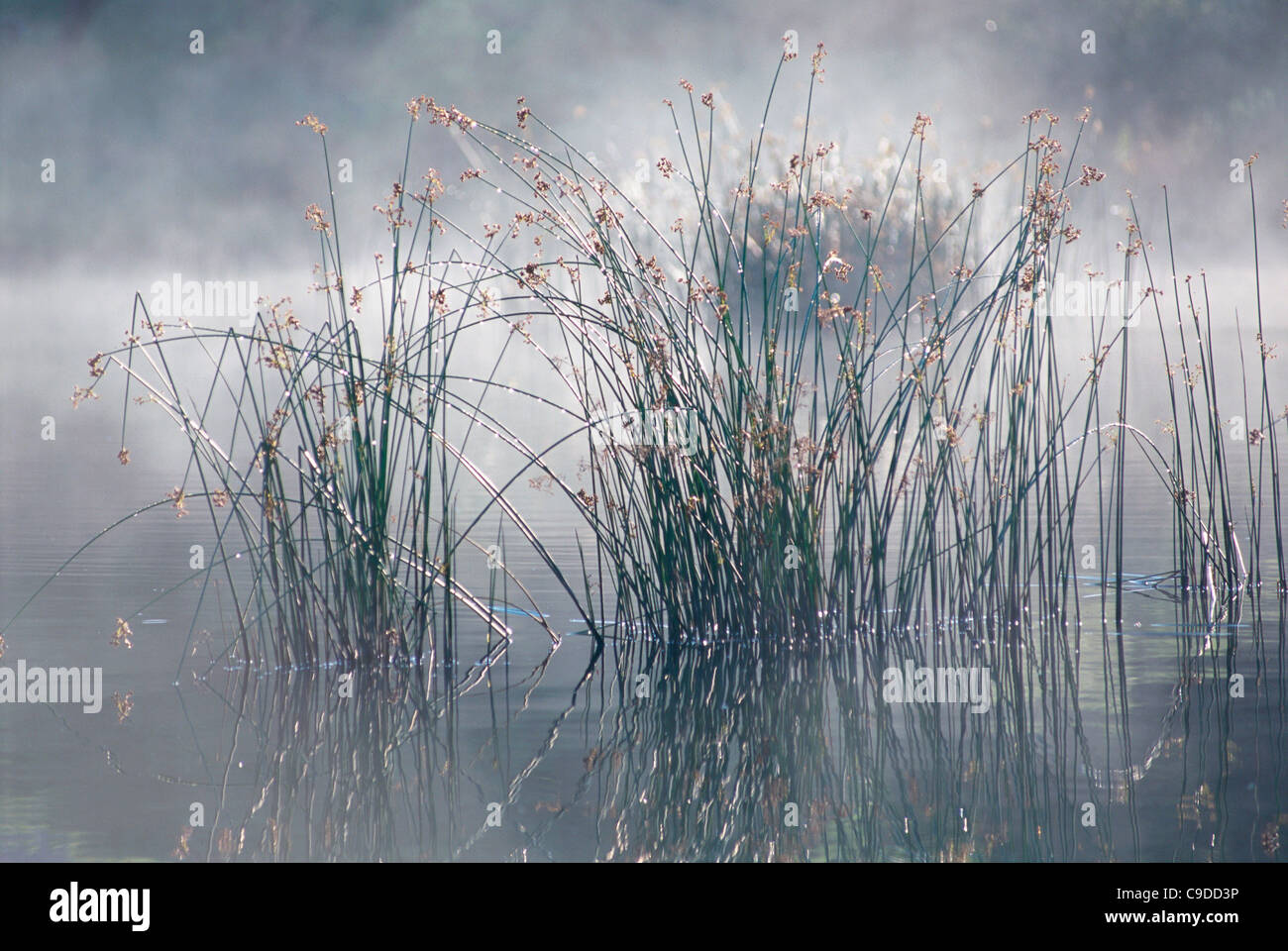 Reeds in a lake Stock Photo - Alamy