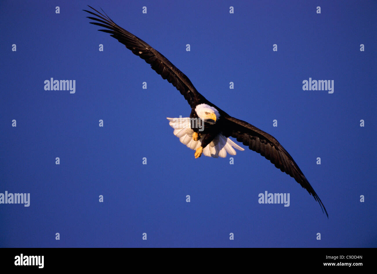 Low angle view of a Bald Eagle flying in the sky, Alaska, USA Stock ...