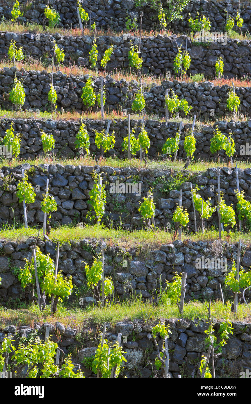 Terraced vineyard Taormina Sicily Mediterranean Sea Island Stock Photo ...