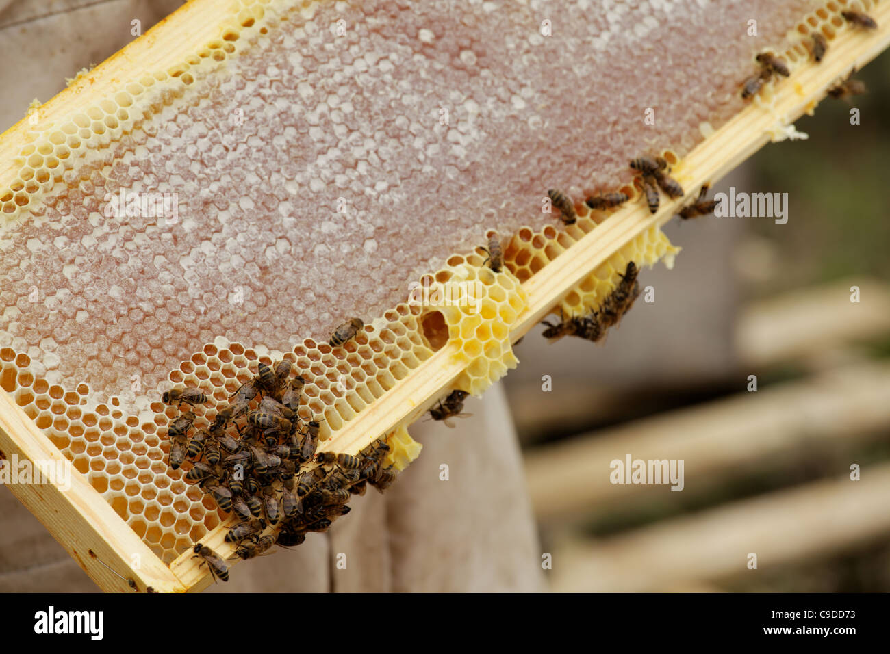 bees in beehive Stock Photo - Alamy