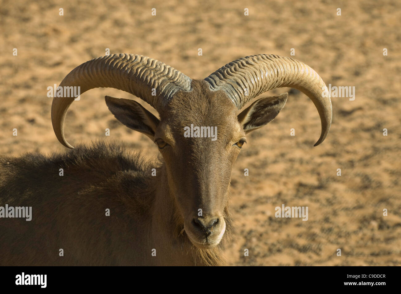 Close-up of a sheep, Erg Awbari, Fezzan, Libya Stock Photo - Alamy