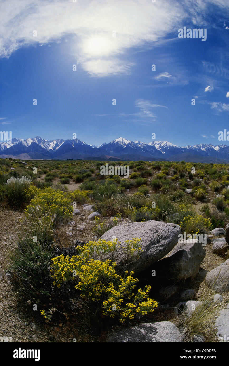 Panoramic view of a mountain range, Sierra Nevada, California, USA ...