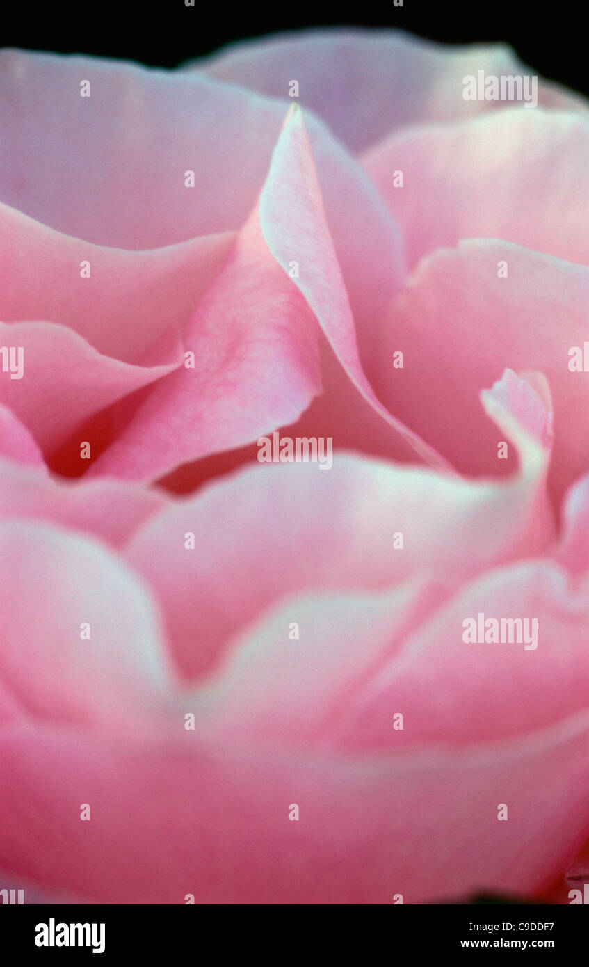 Close-up of a rose Stock Photo - Alamy