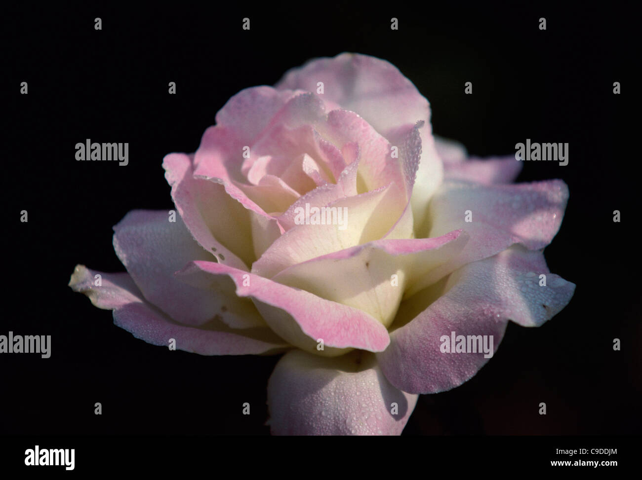 Close-up of a rose Stock Photo - Alamy