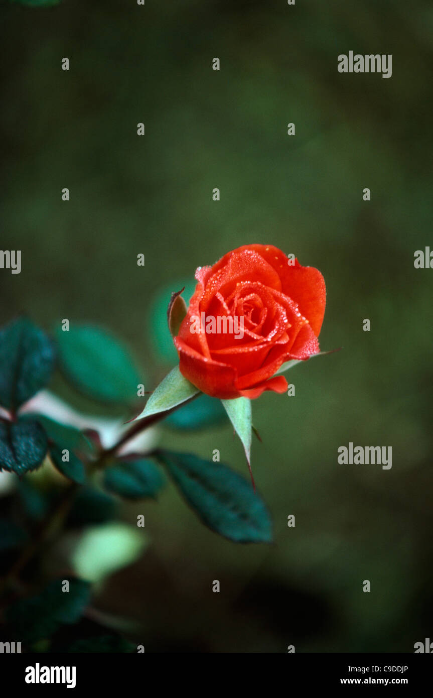 Close-up of a rose Stock Photo - Alamy