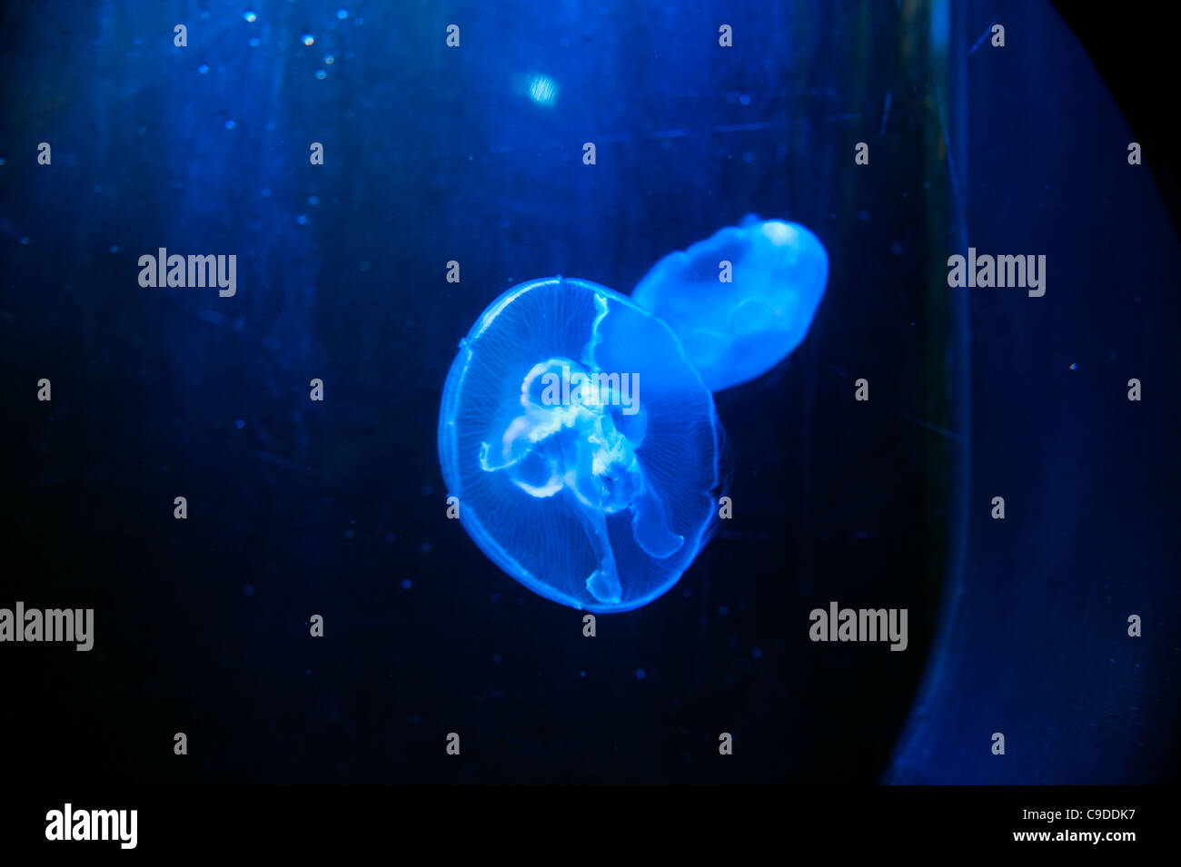 Scottish sea life sanctuary hi-res stock photography and images - Alamy