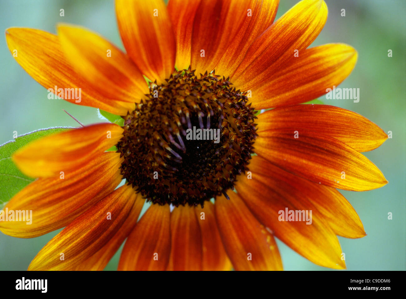 Close-up of a sunflower Stock Photo - Alamy