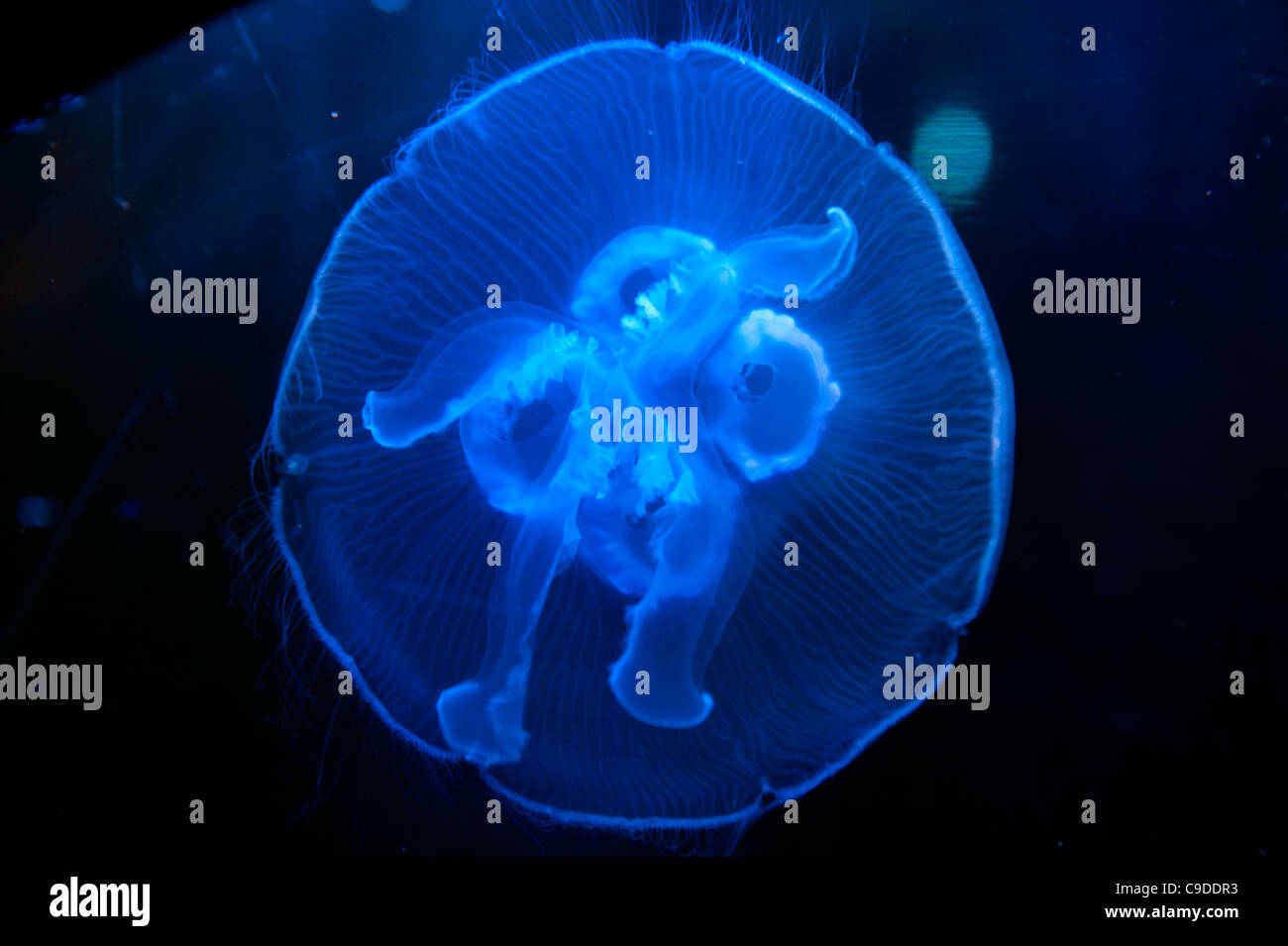 Moon Jellyfish at the Scottish Sea Life Sanctuary, Oban, Argyll ...