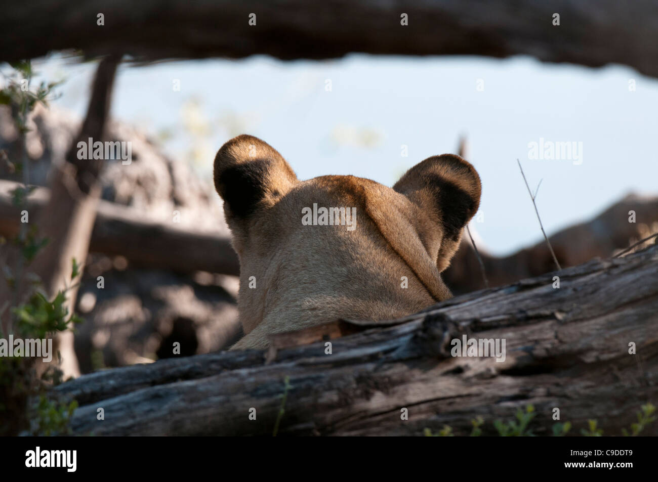 Rear view of a lioness (Panthera leo), Savuti Channel, Linyanti ...