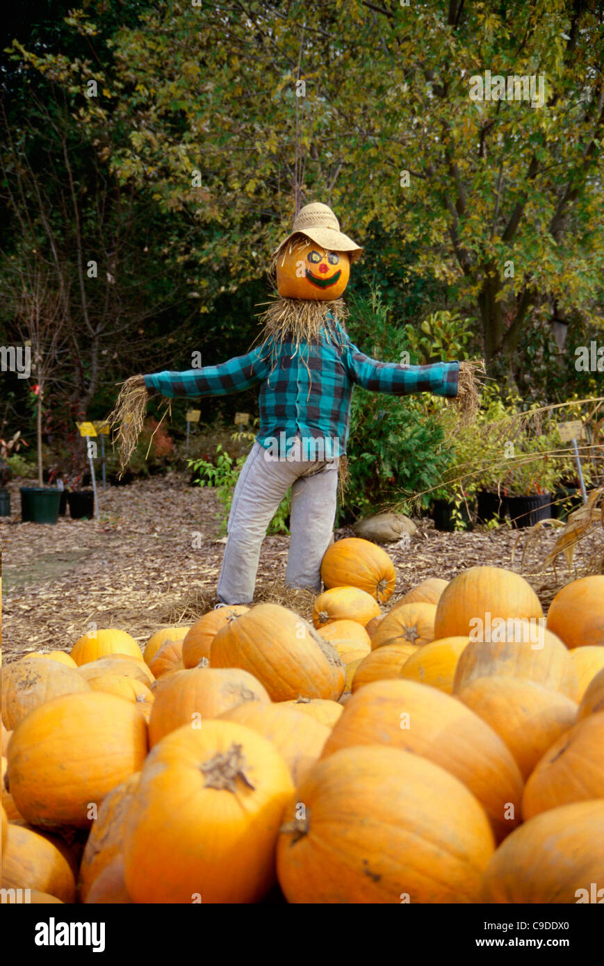 Scarecrow in a pumpkin patch Stock Photo - Alamy