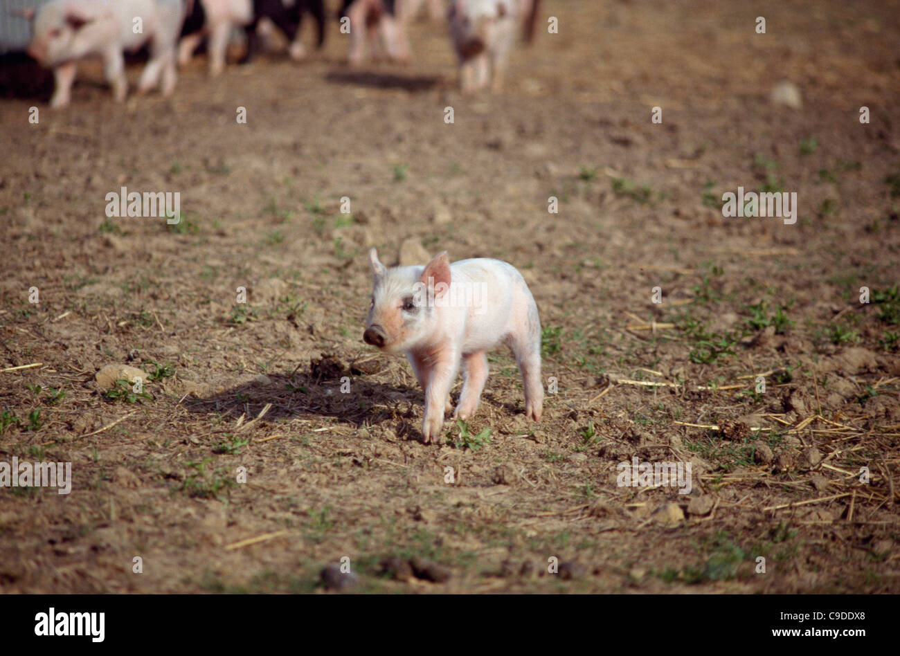 Piglet in the field hi-res stock photography and images - Alamy