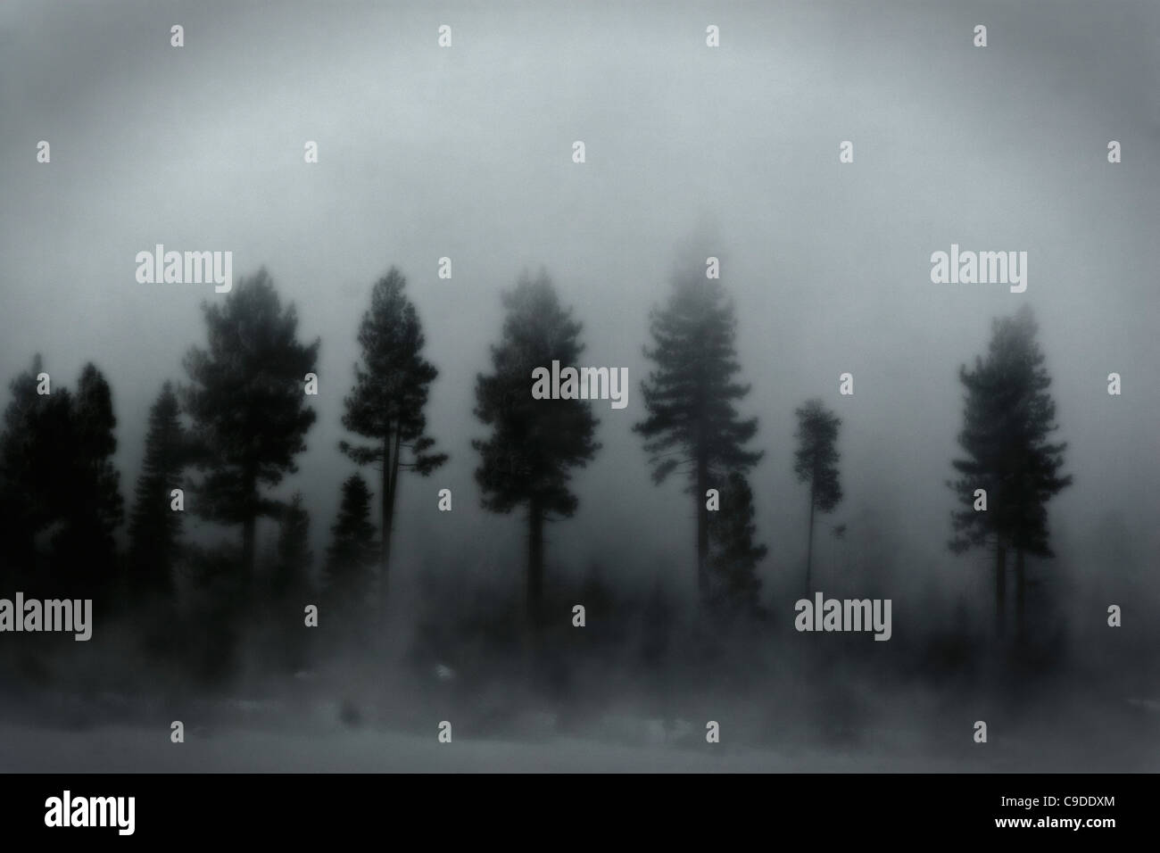 Trees covered with fog Stock Photo - Alamy