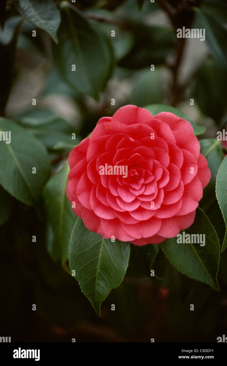 A camellia hi-res stock photography and images - Alamy