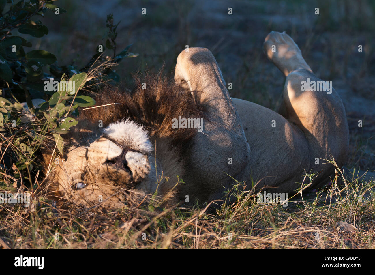 Left-eye blind Lion (Panthera leo) lying on grass, Savuti Channel ...