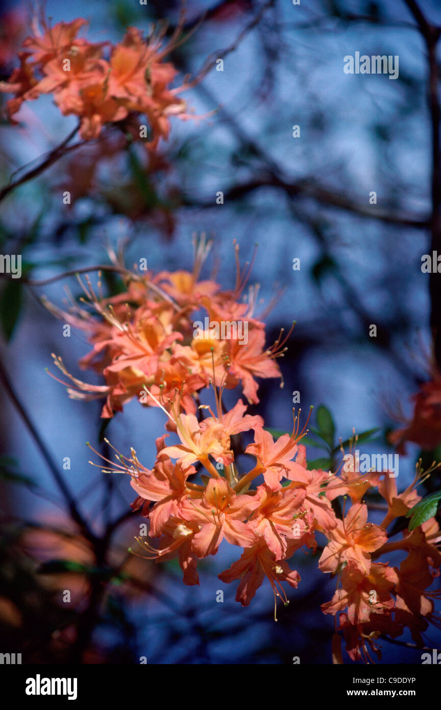 Azaleas in bloom Stock Photo - Alamy